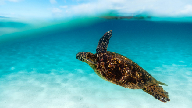 健全に意思を育てよう、そして日々の小さな意識的な努力と継続的な実践しよう｜kazaar｜coconalaブログ